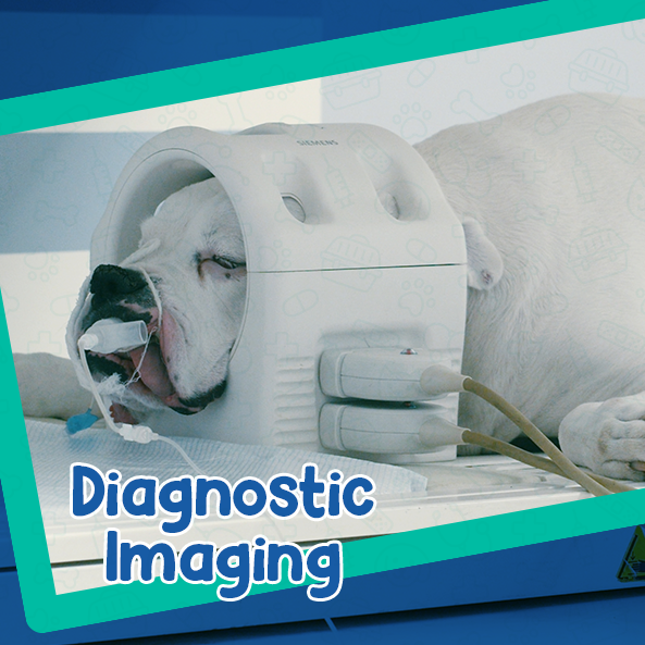 Diagnostic imaging - Dr Vet