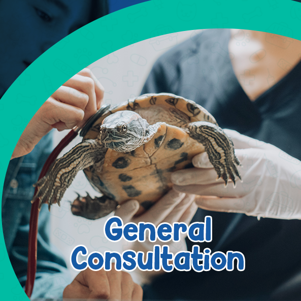 General Consultation - Dr Vet
