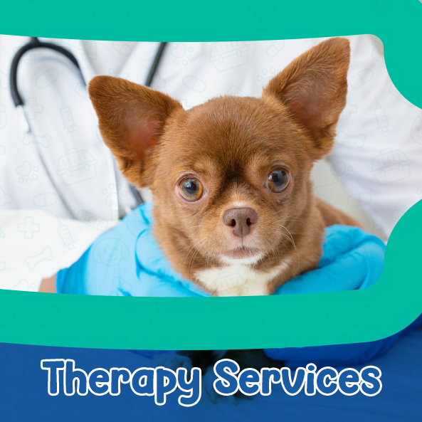 Physiotherapy - Dr Vet